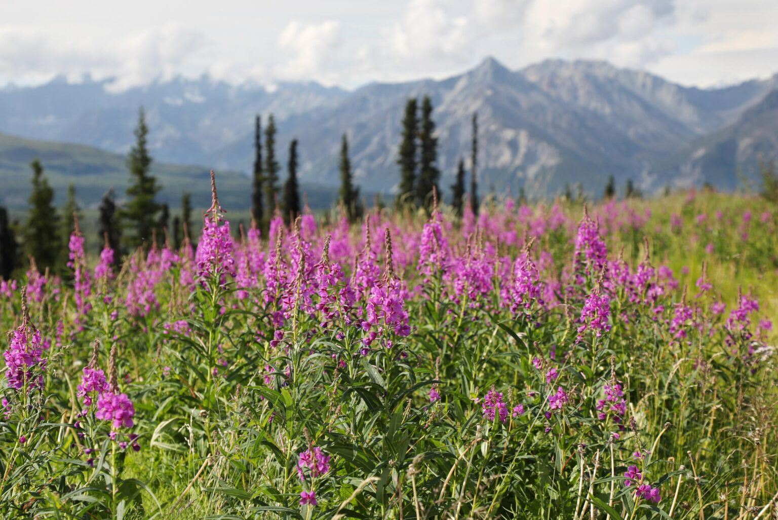 Fireweed in Alaska → Alaska Standard